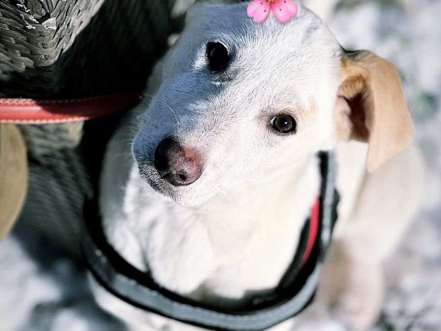 Щенок девочка в добрые руки