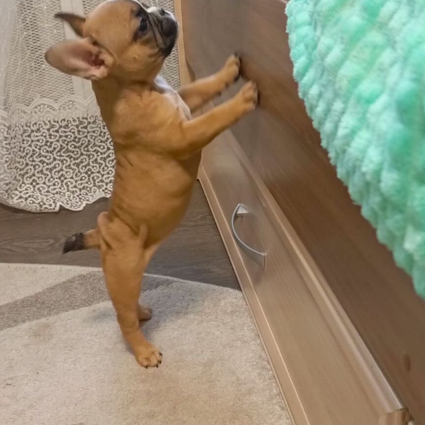 Щенок французский будьдог