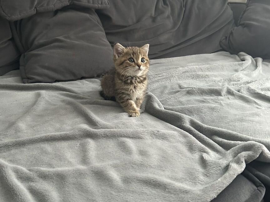 Британские котята