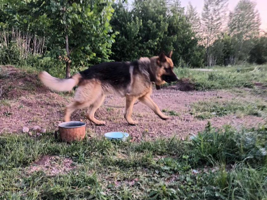 Немецкая овчарка вязка нужна сука