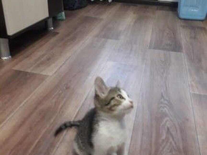 Котёнок в добрые руки