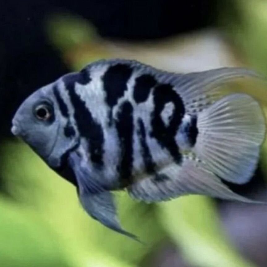 Сапфировые попугаи пара