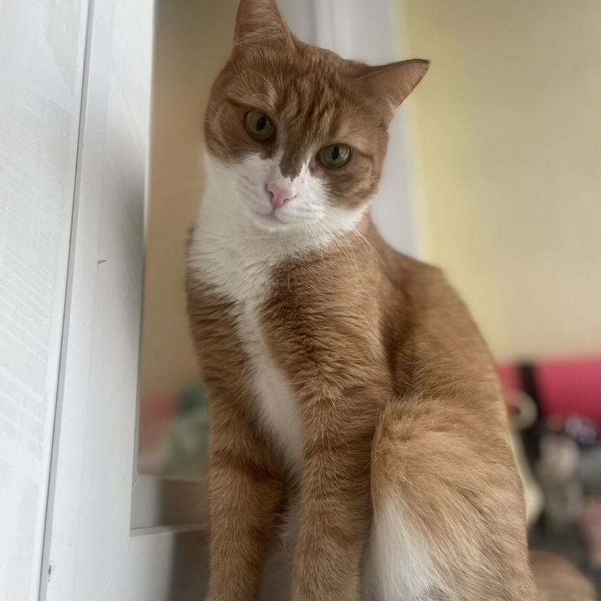 Рыжий кот Пряник в самые добрые руки