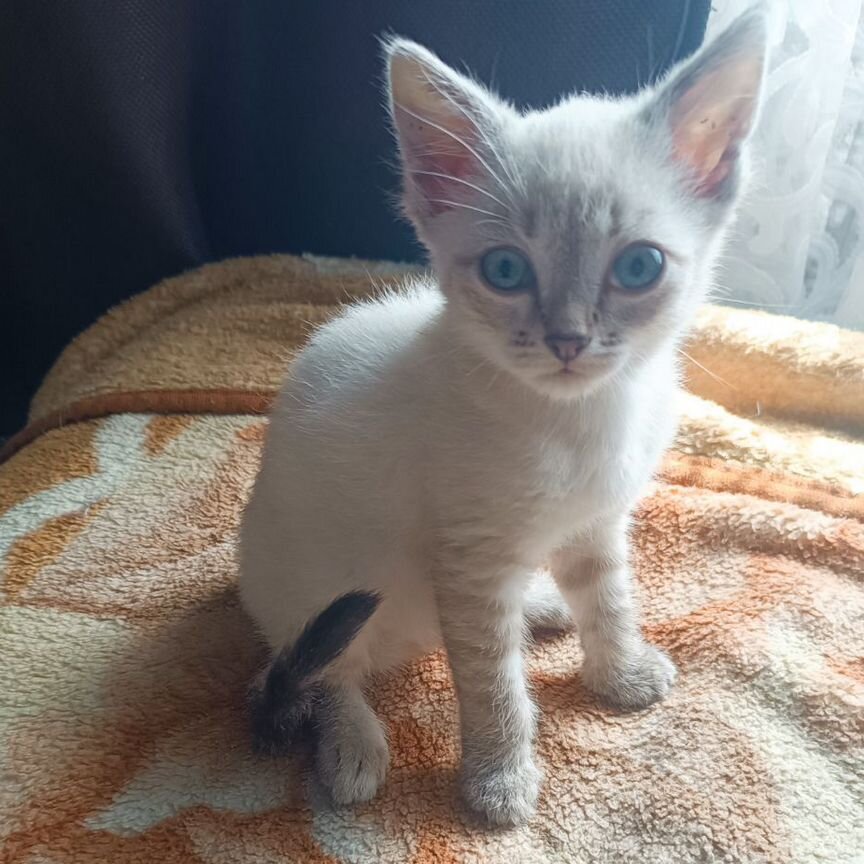 Мальчик котёнок
