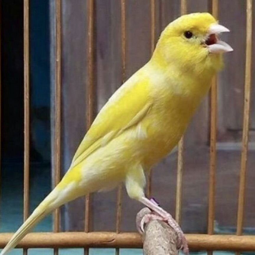 Кенарь молодой поющий с клеткой