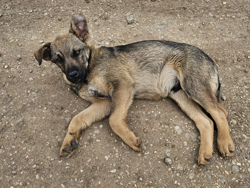 Щенки в добрые руки