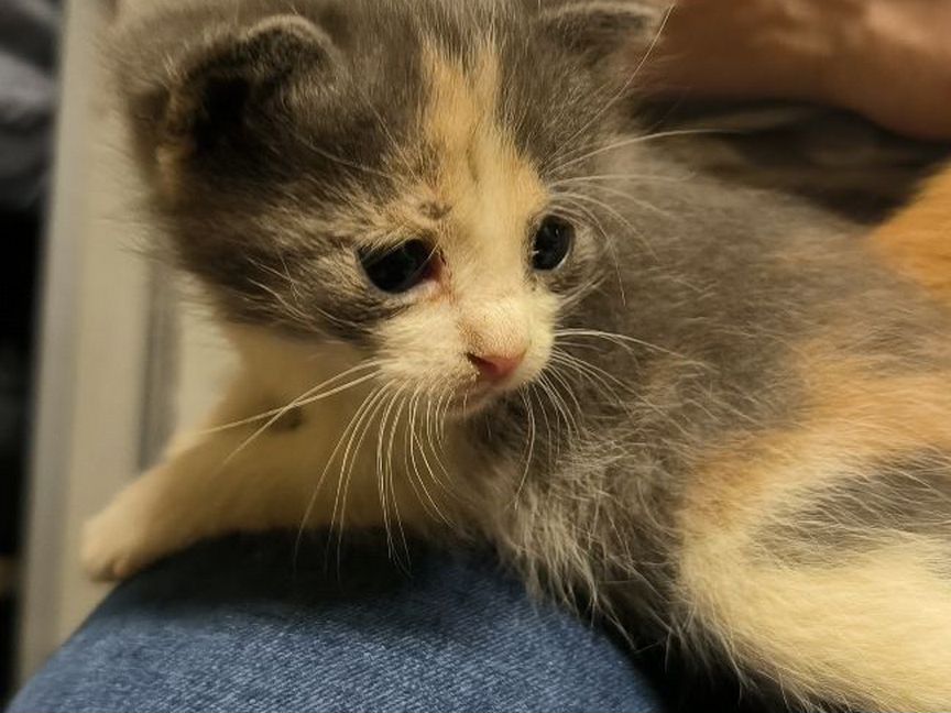 Котенок девочка