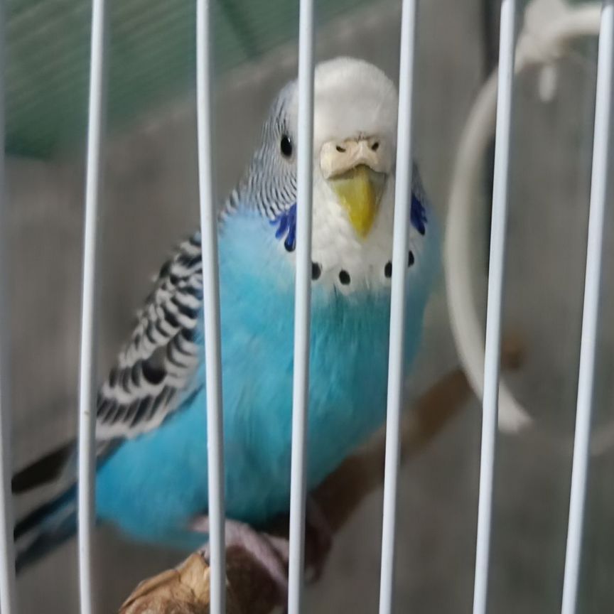 Волнистый попугай самка