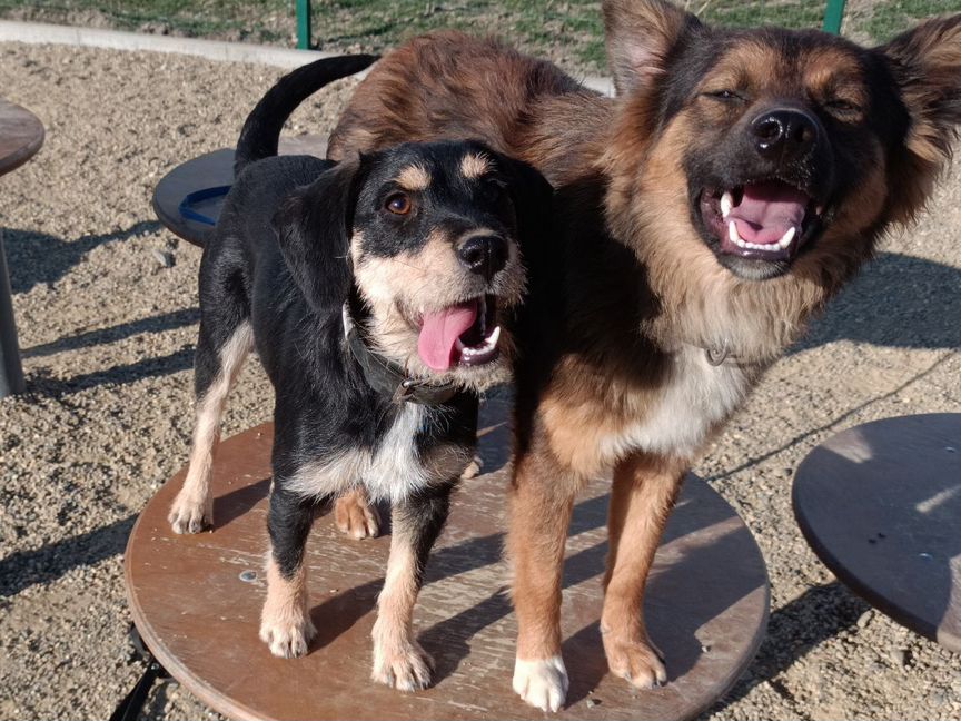 Девочка с бородкой