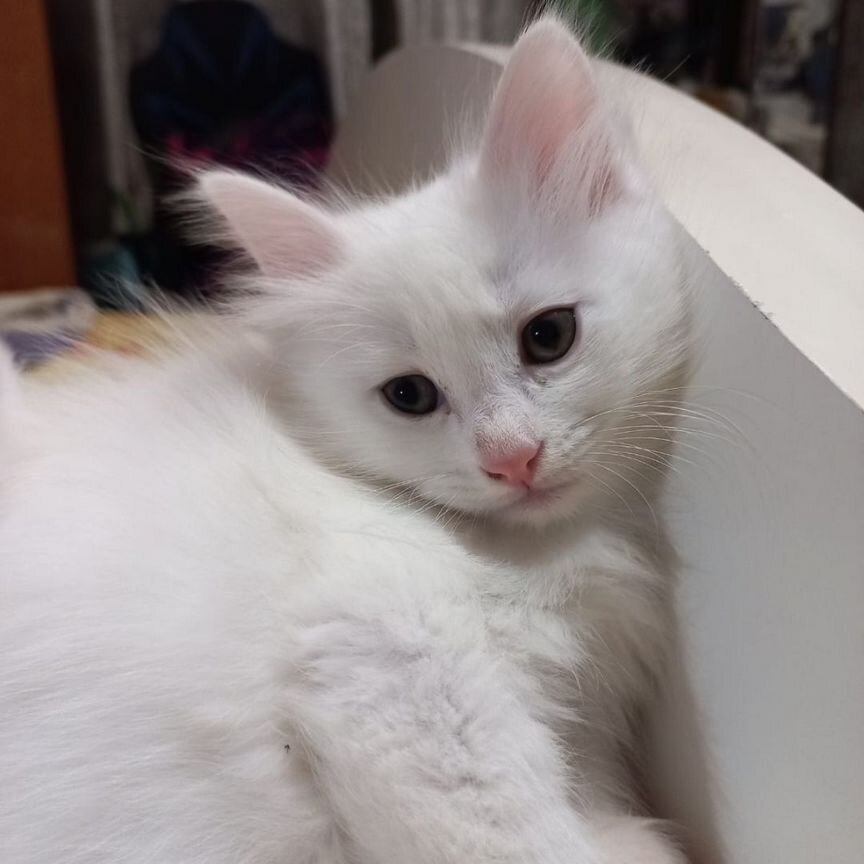 Красивые белые котята