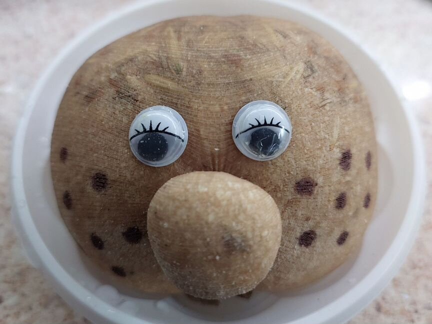 Травянчик для детей и домашних животных