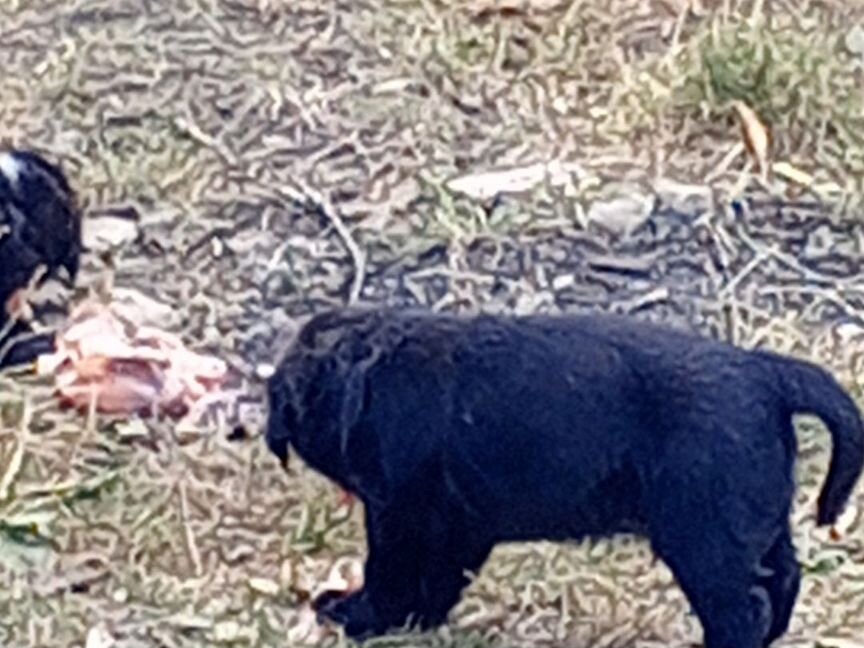 Щенки полукровки
