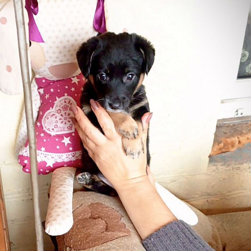 Щеок маленький размер девочка 1 месяц