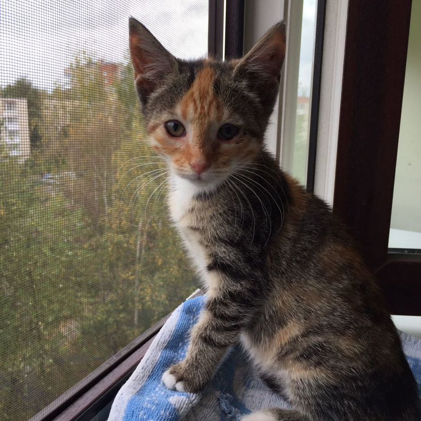 Котенок ищет дом или передержку