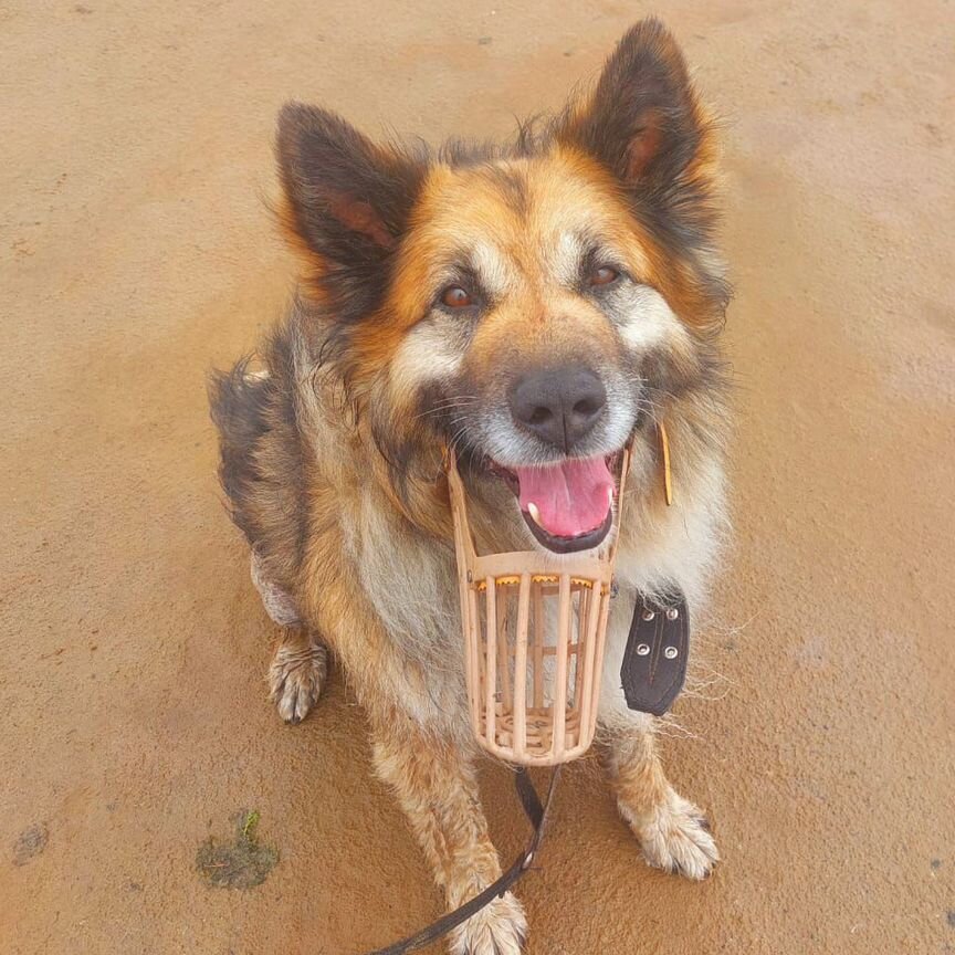 Взрослый пёс в добрые руки