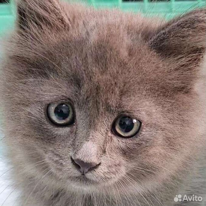 Котёнок Медвежонок