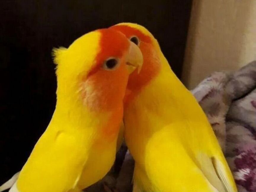 Неразлучники с клеткой