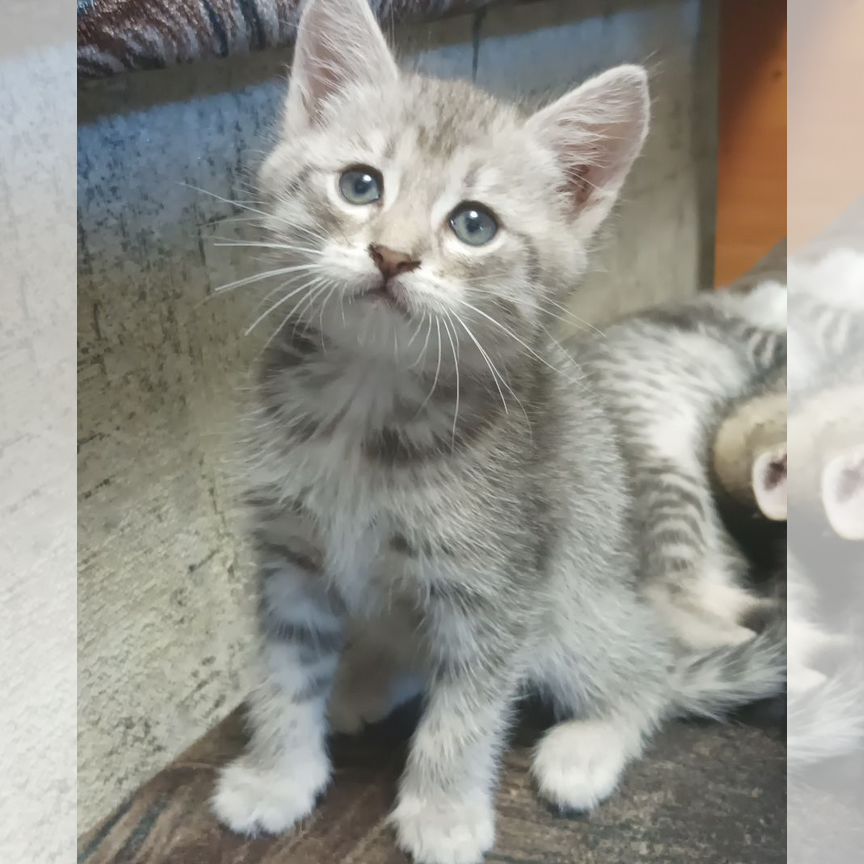 Котёнок в добрые руки