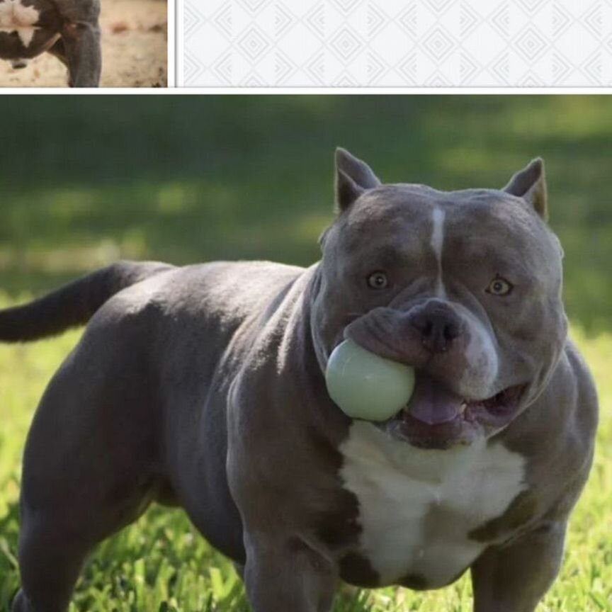 Американский булли покет