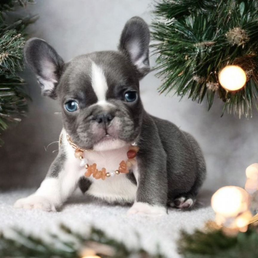 Французский бульдог щенки