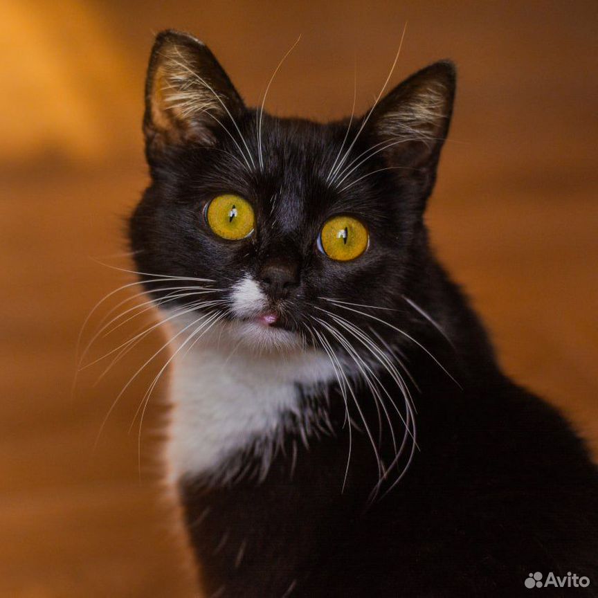 Смешной котёнок