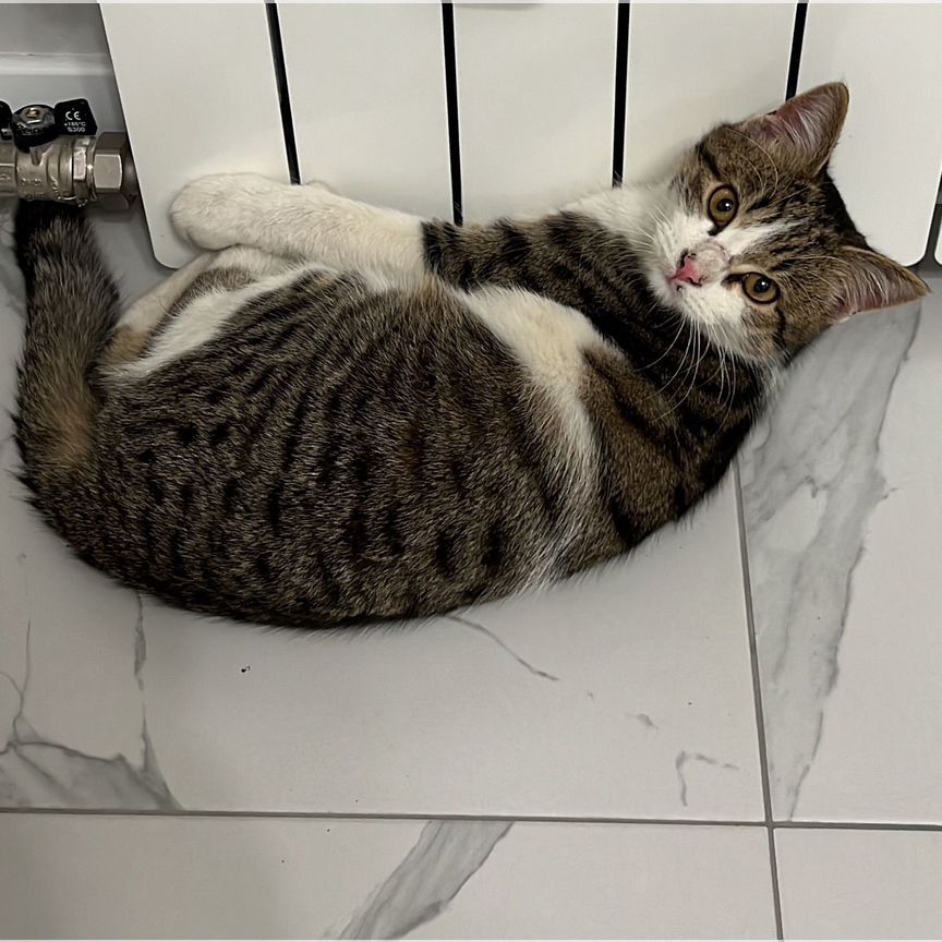 Найден кот