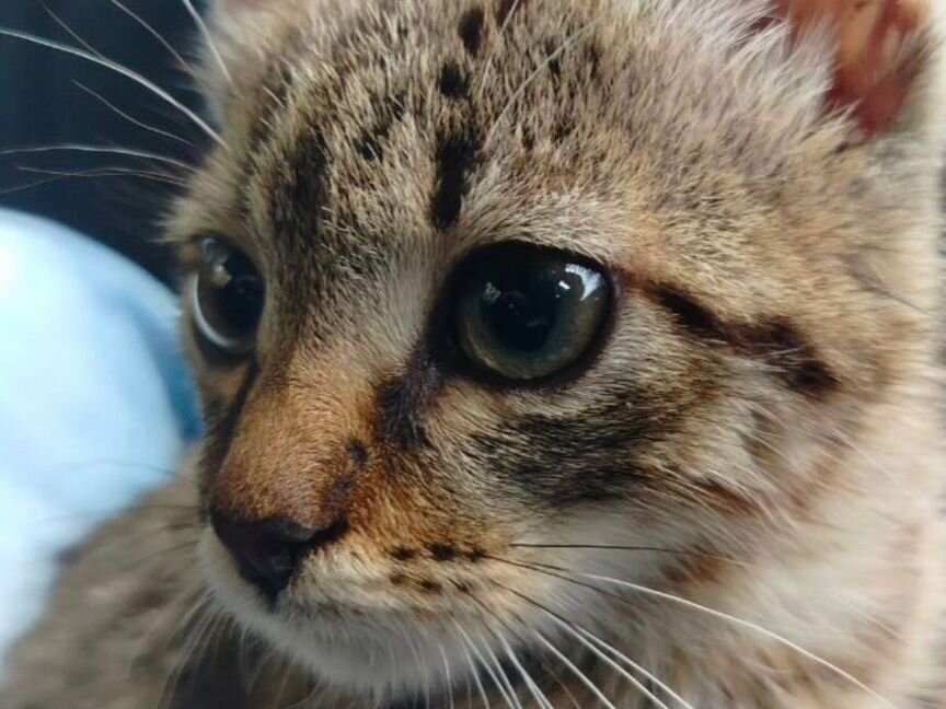 Кошки в добрые руки бесплатно