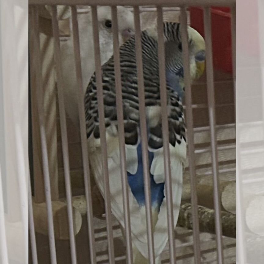 Попугай волнистик