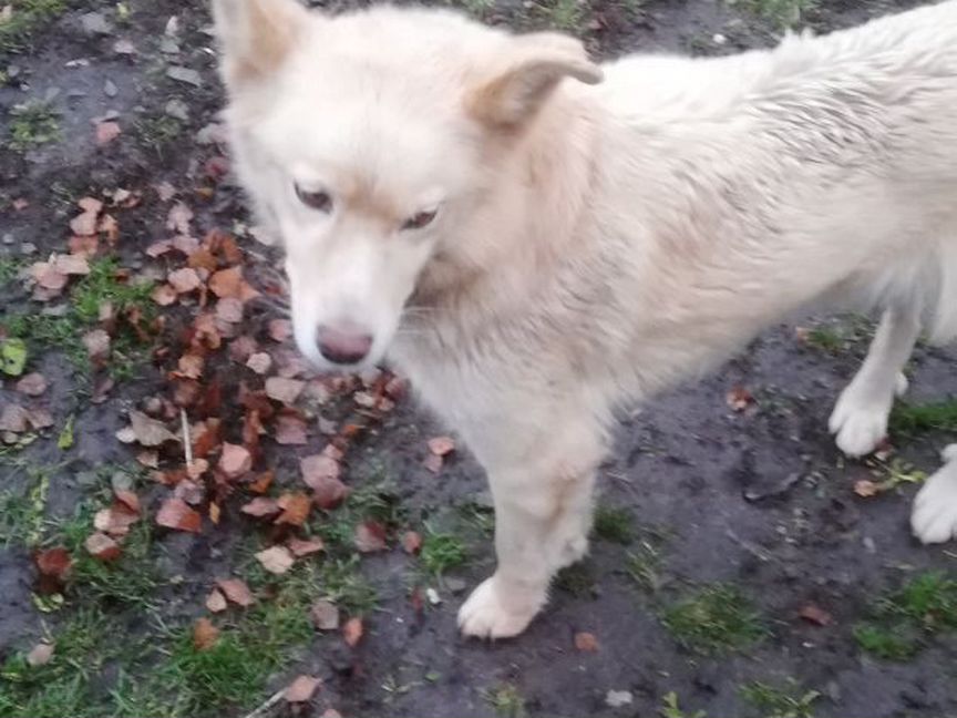 Собака в добрые руки