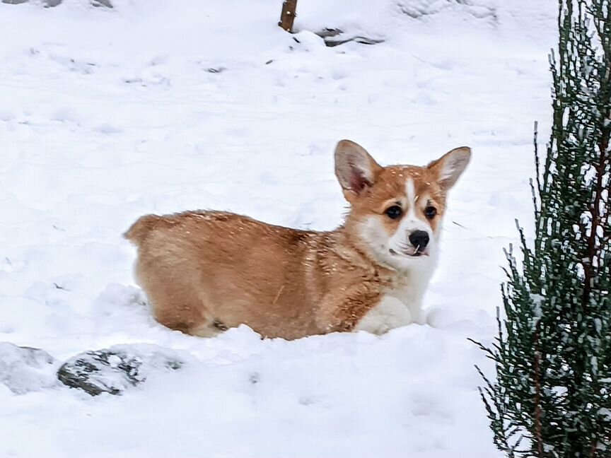 Шикарный парень