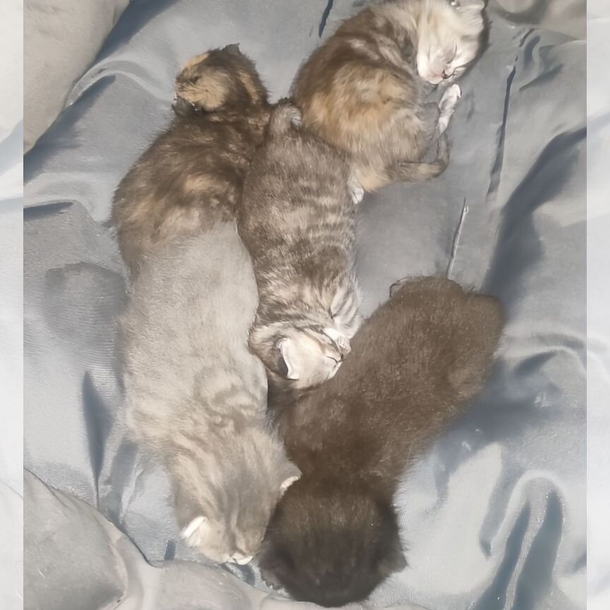 Шотландский вислоухий короткошёрстный котёнок