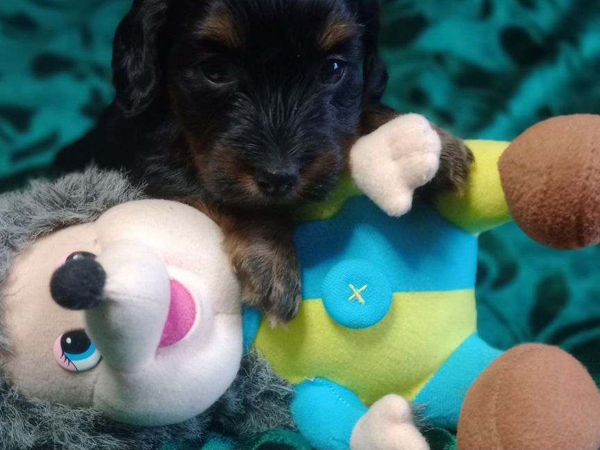 Такса д-ш мини