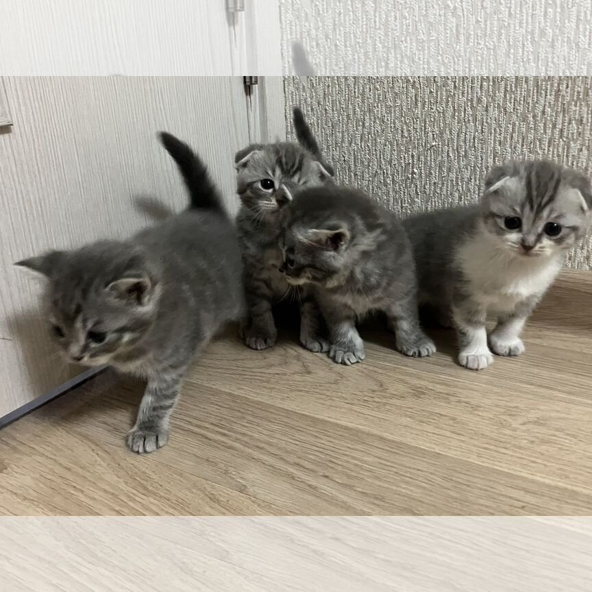 Шотландский вислоухий длинношёрстный котёнок