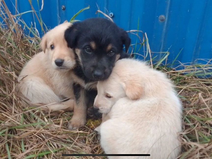 Собака в добрые руки