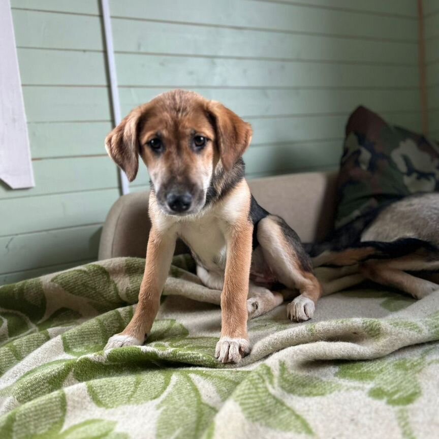 Девочка щенок