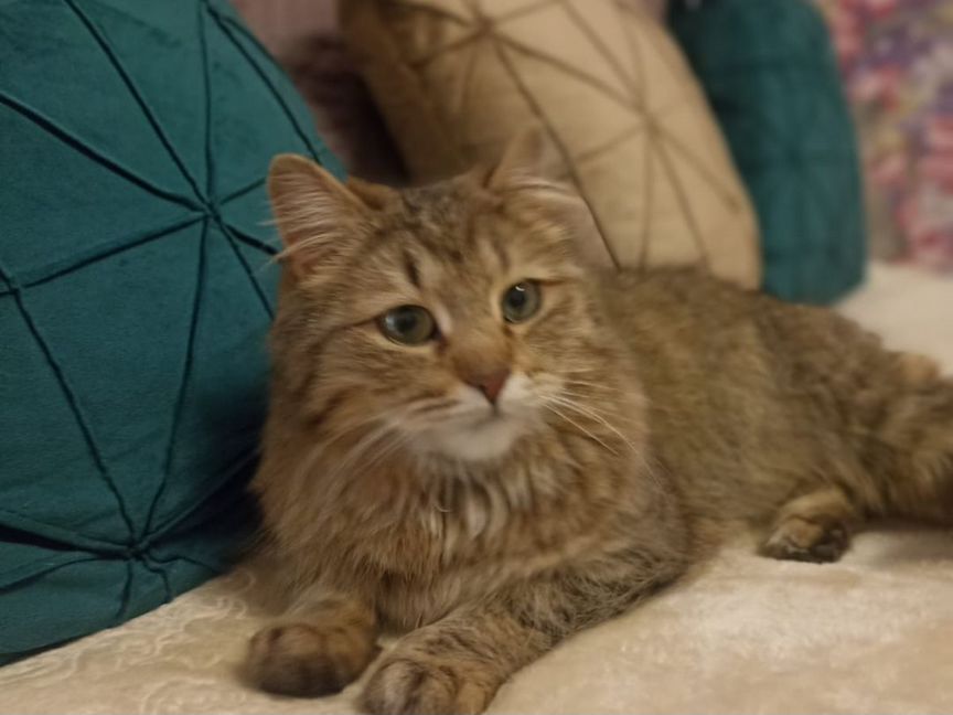 Кошечка стерилизована 8 месяцев ласковая