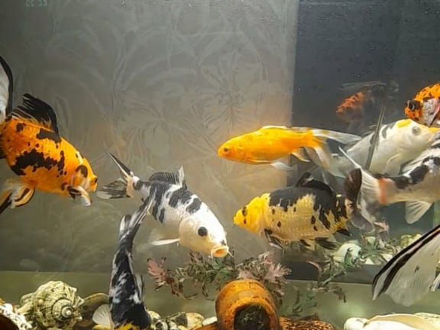 Аквариумные рыбы