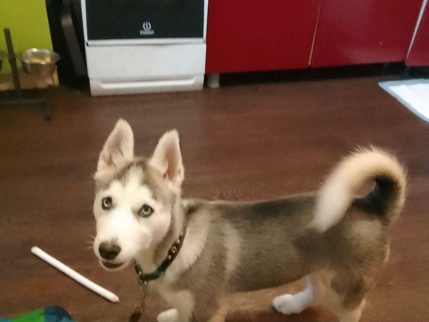 Сибирский хаски