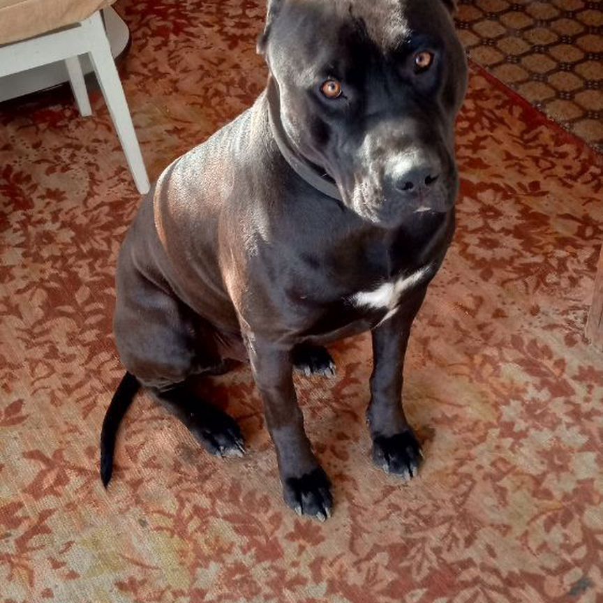 Питбуль. Два года