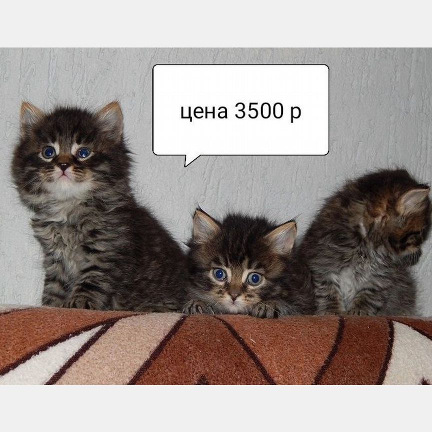 Шикарные сибирские котята