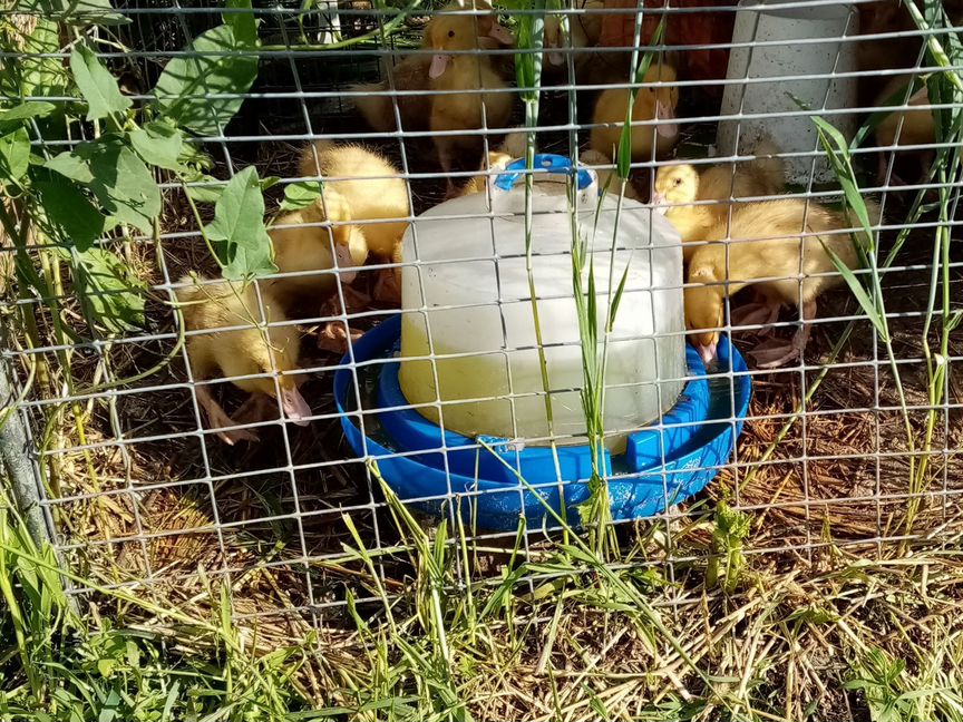 Утята стар 53