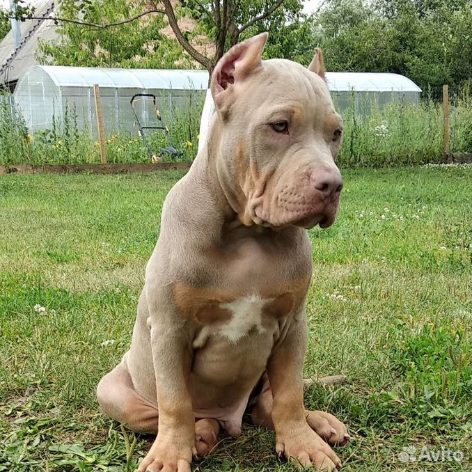 Американский булли classic