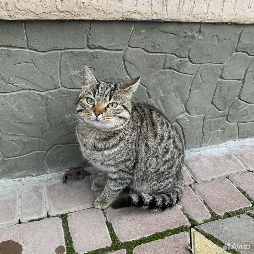 Кот