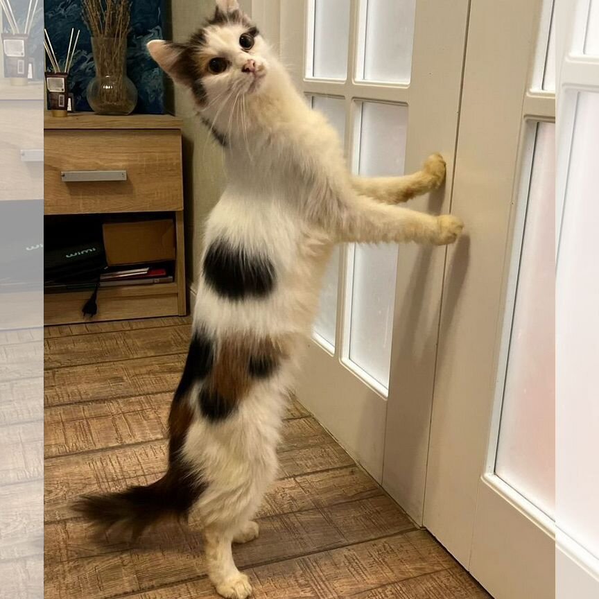 Кошечка в добрые руки