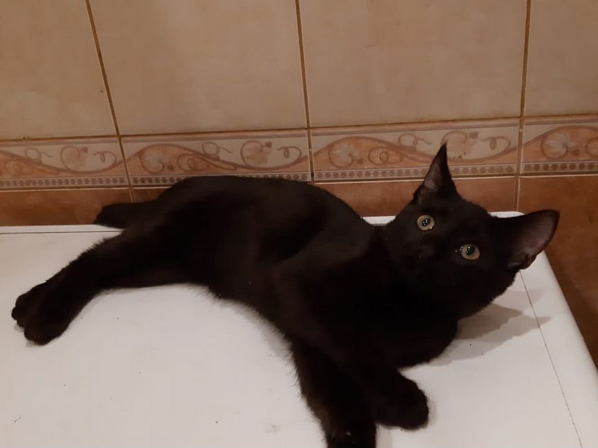 Котенок-талисман