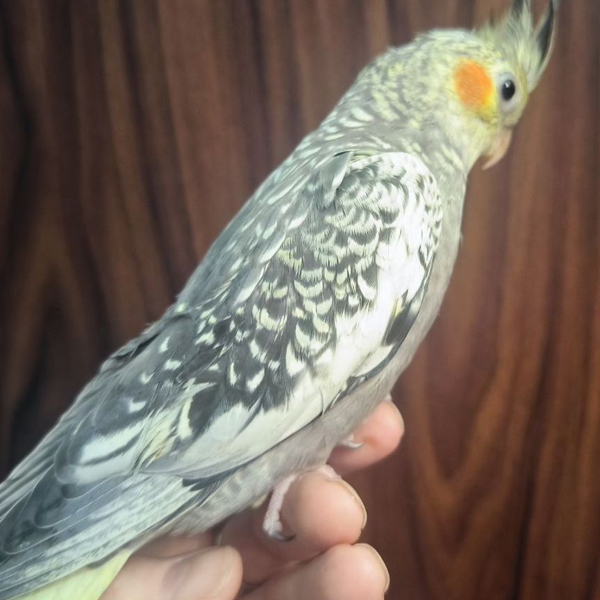 Попугай корелла домашний птенец