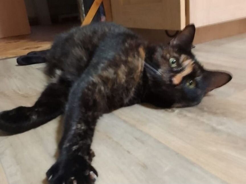 Замечательная черепахового окраса девочка ищет дом