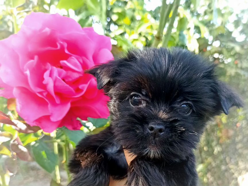 Йорки цветная группа