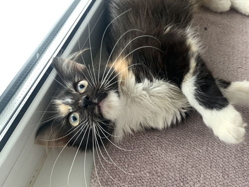 Котенок Фаня