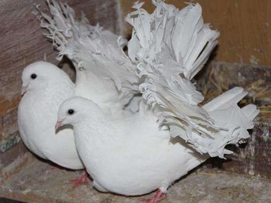 Продажа голубей сочинские